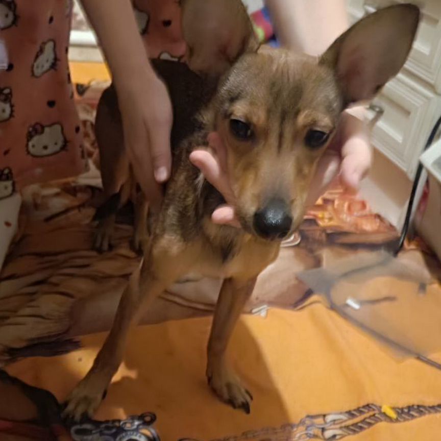 Взрослая собака в добрые руки