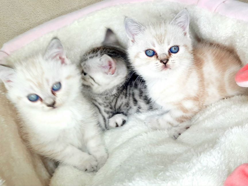 Шотландские котята