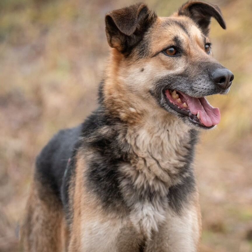 Взрослая собака в добрые руки