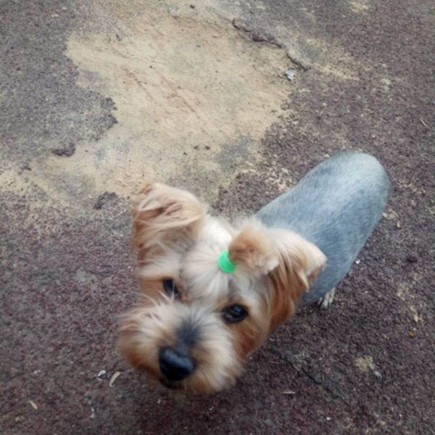 Йоркширский терьер