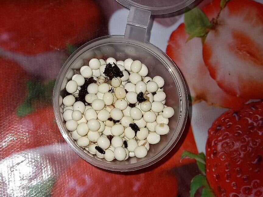 Корм хищным рыбам