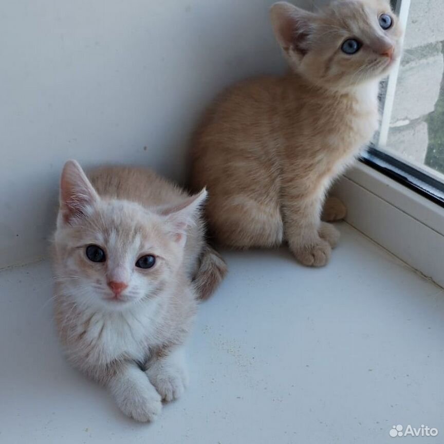 Котята мальчики, в добрые руки, приучены к лотку