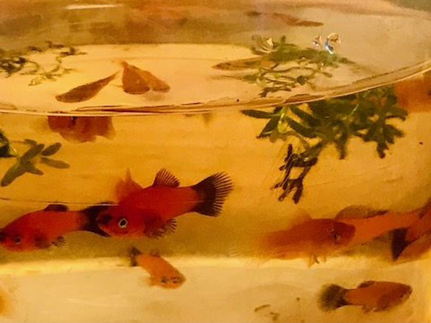 Рыбки меченосцы подростки алые и чернохвостые