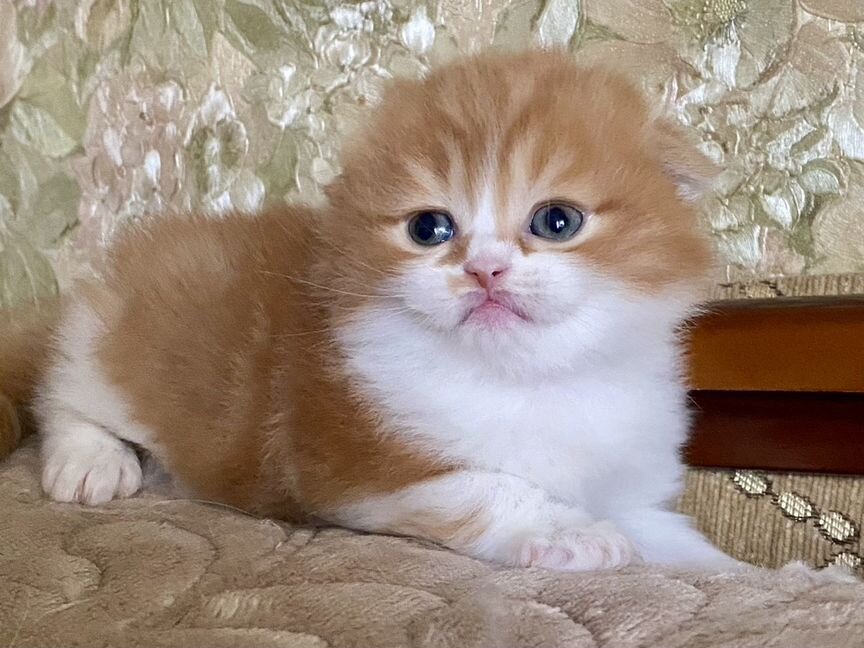 Рыжий шотландский с документами