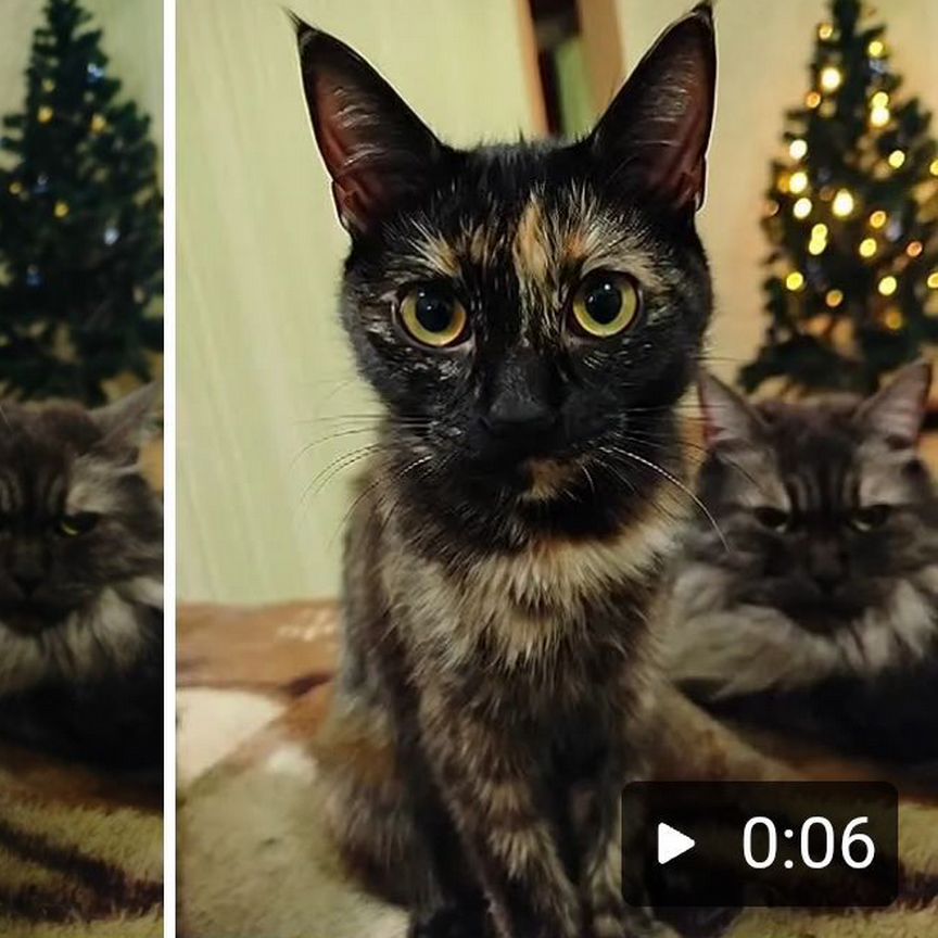 Взрослая, кошка в добрые руки