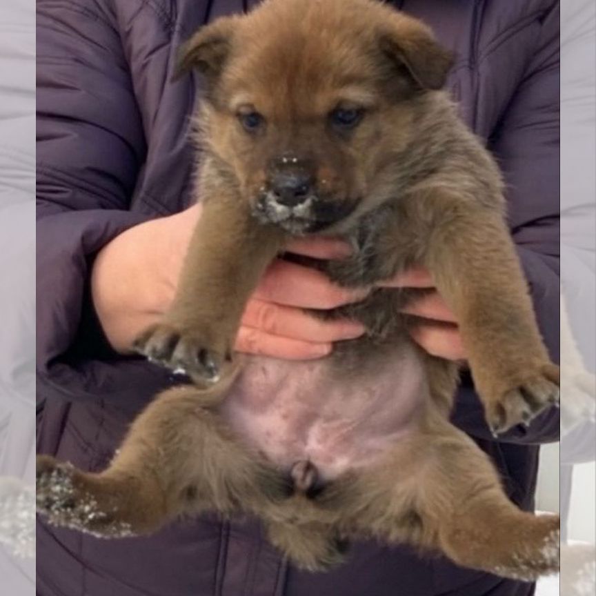 Щенок в добрые руки