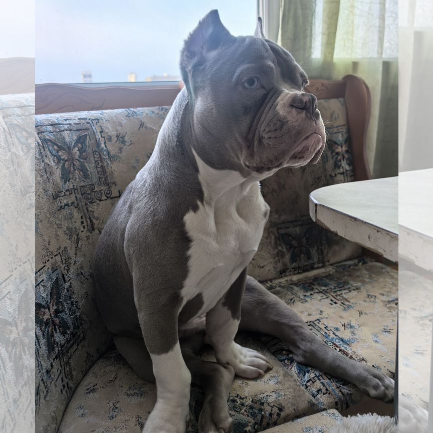 Американский булли, щенок