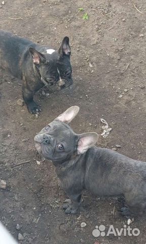 Французский бульдог