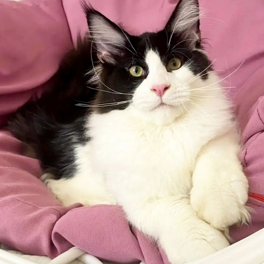 Мейн-кун котёнок