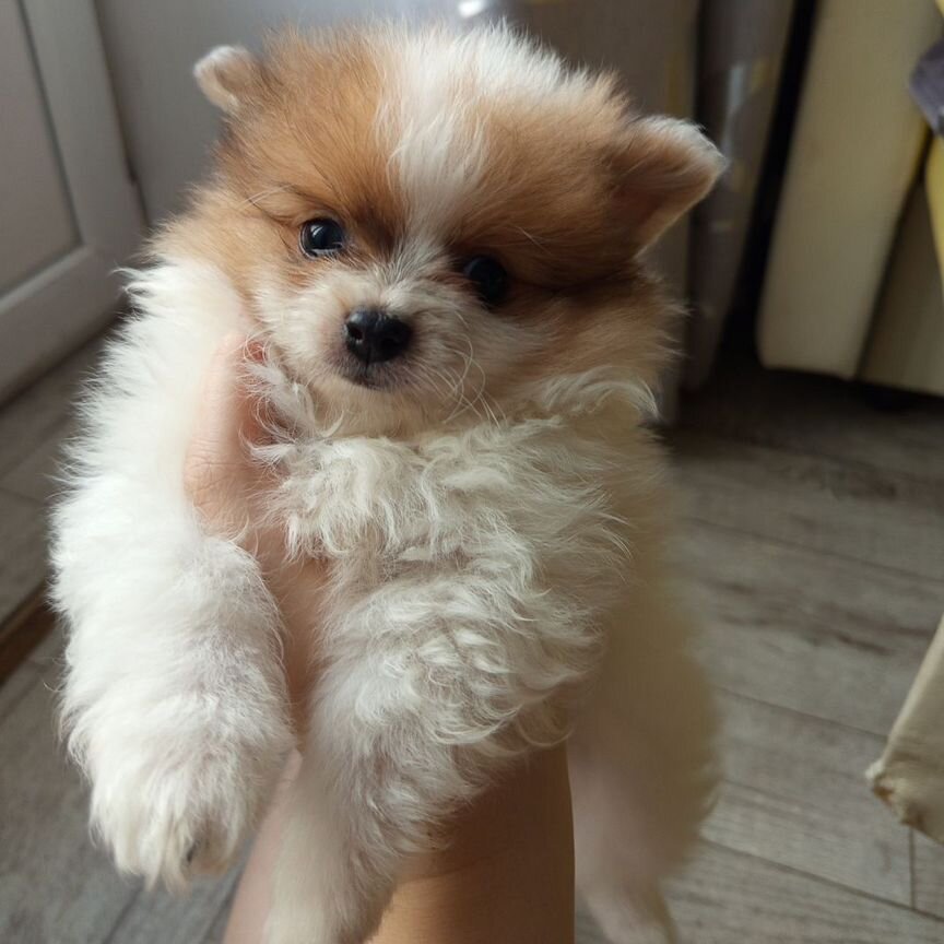 Померанский шпиц, щенок