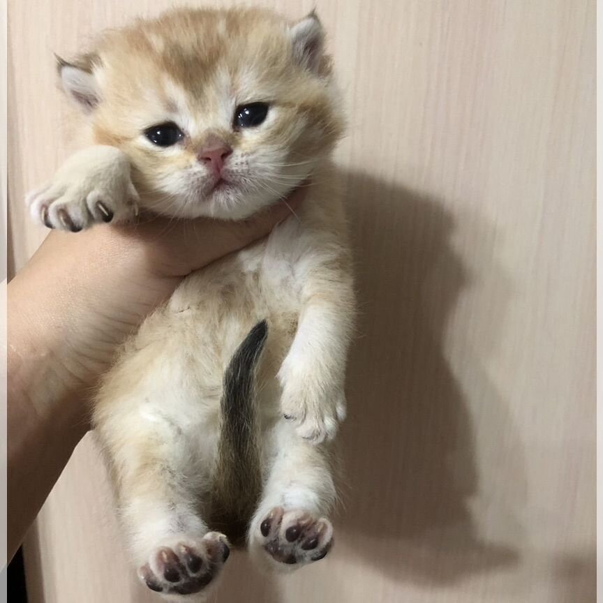 Британские золотые котята