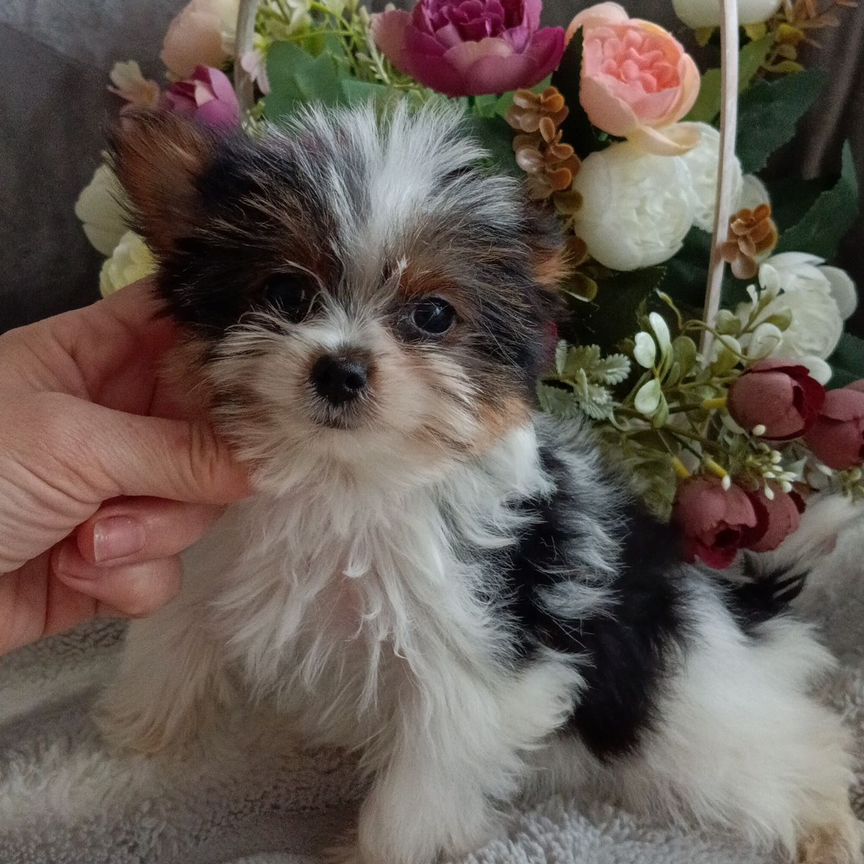 Бивер-йоркширский терьер, щенок