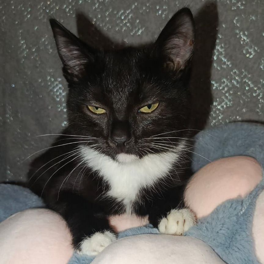 Котейка