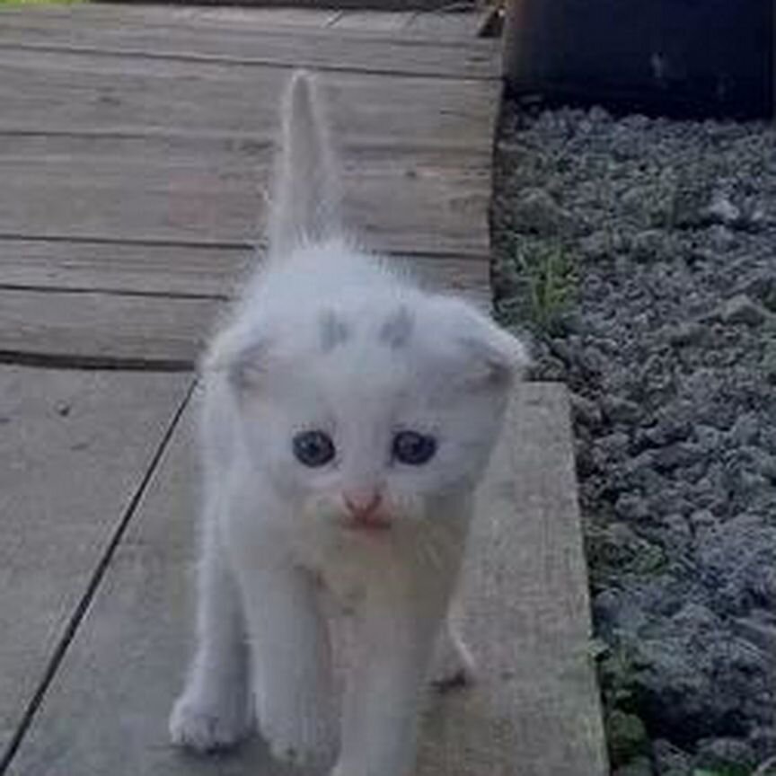 Шотландский вислоухий короткошёрстный котёнок