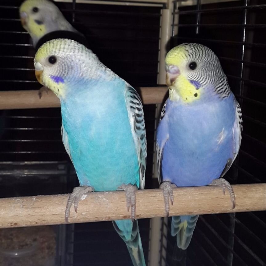 Волнистые попугайчики