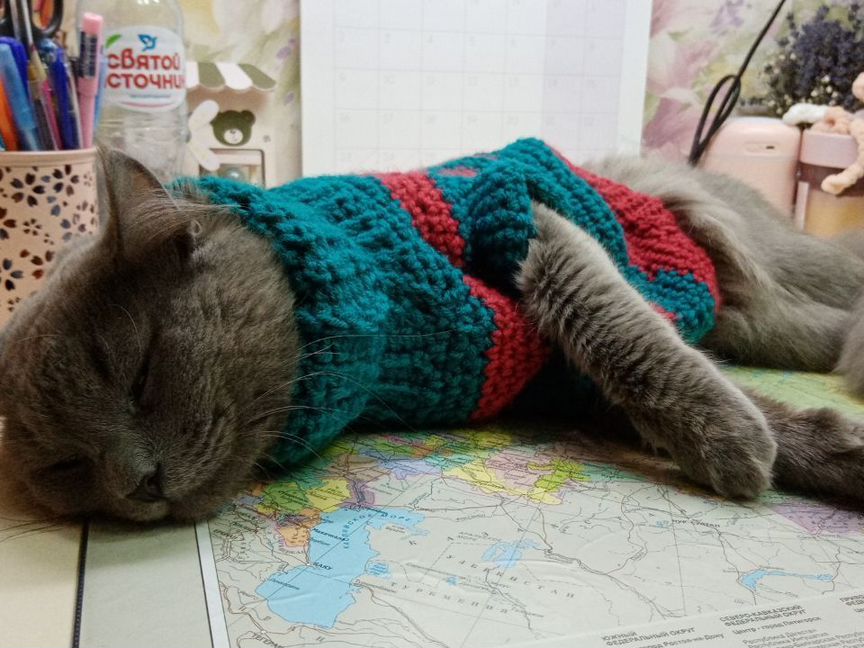 Свитер для кошки