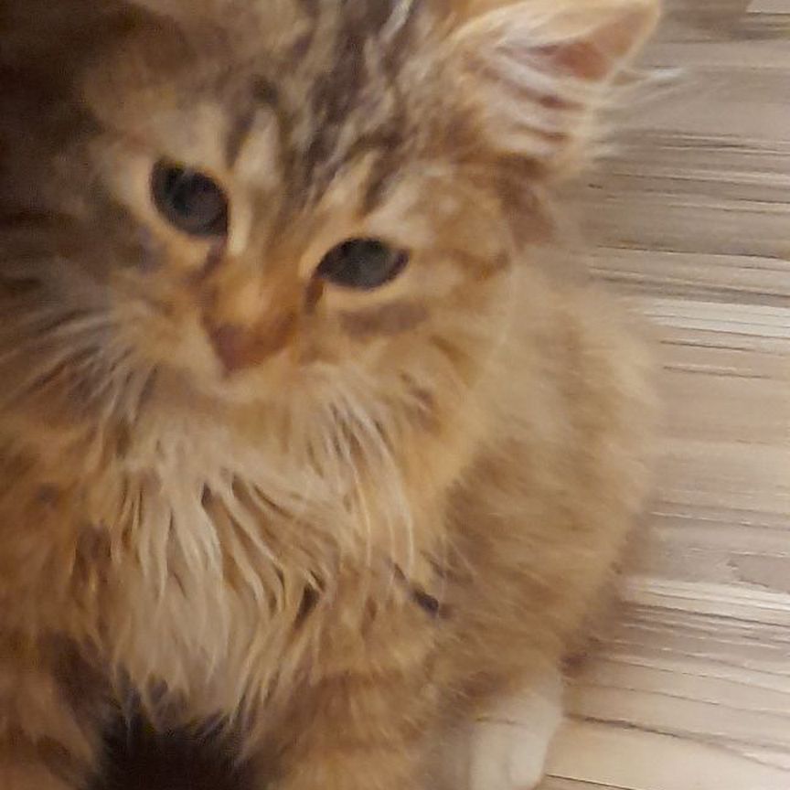 Котенок в добрые руки