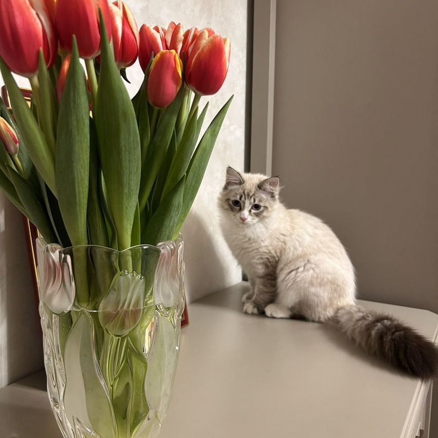 Котенок невский маскарадный