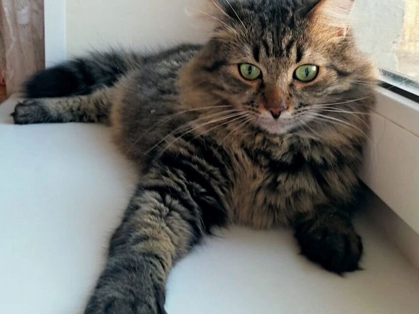 Котик ищет себе Семью