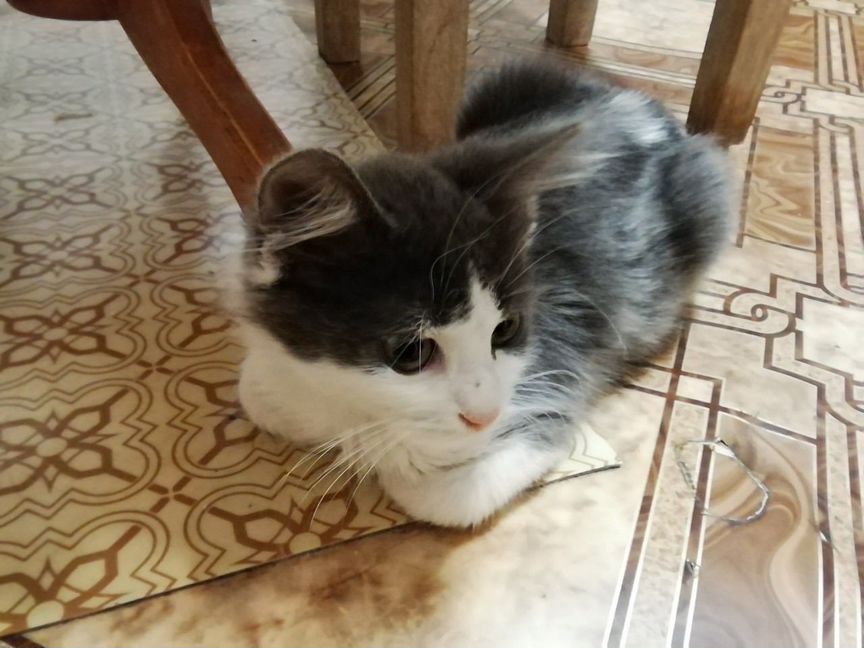 Кот и кошечка ищут свой дом