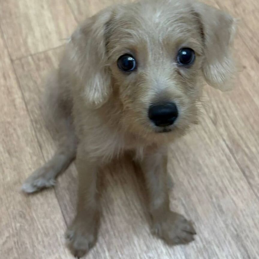 Той-пудель, щенок