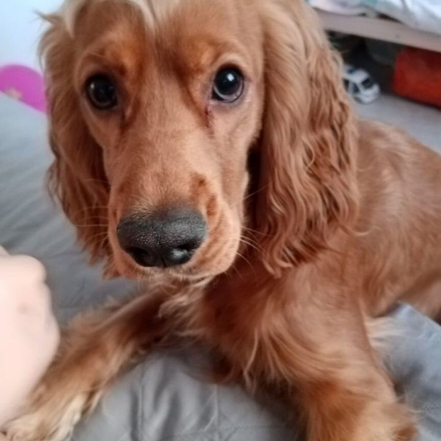 Кокер спаниель