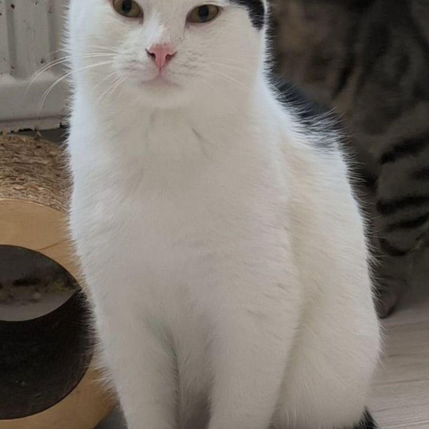 Котята подрости в добрые руки