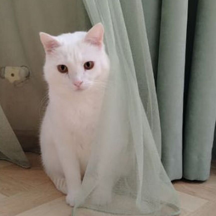 Турецкая ангора, взрослая кошка