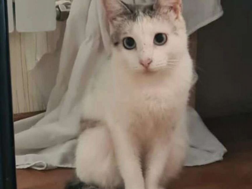 Отдам кошку