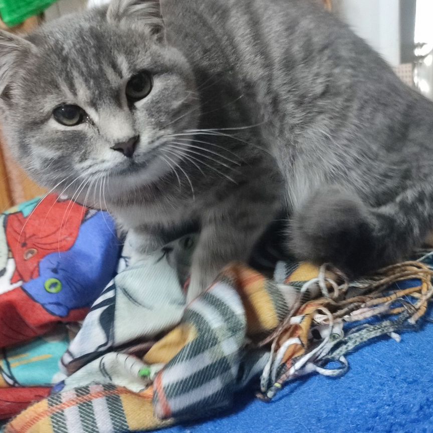 Кошки бесплатно