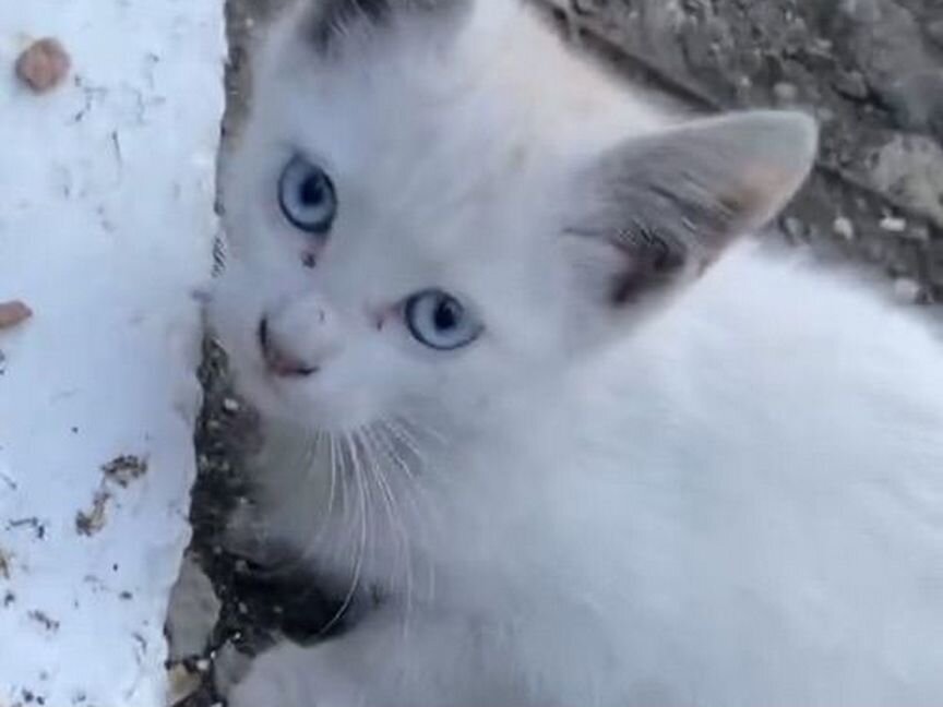 Кошечка голубоглазая белая