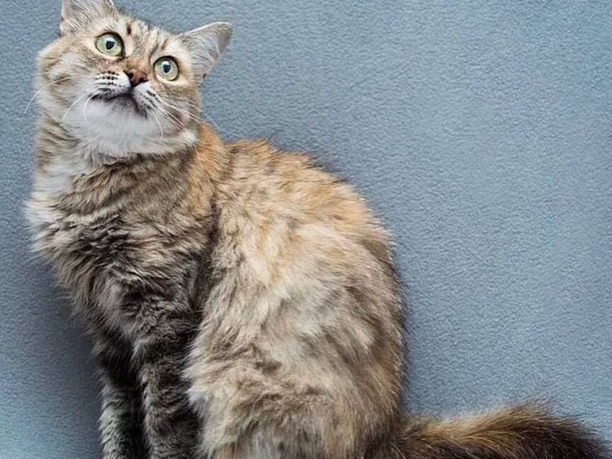 Ласковая кошечка