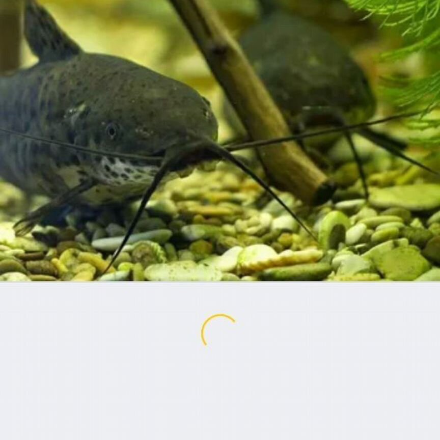 Сомы аквариумные отдам