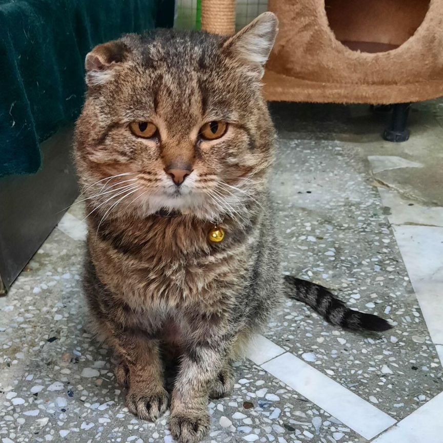 Добрый и спокойный котик (кастрирован)