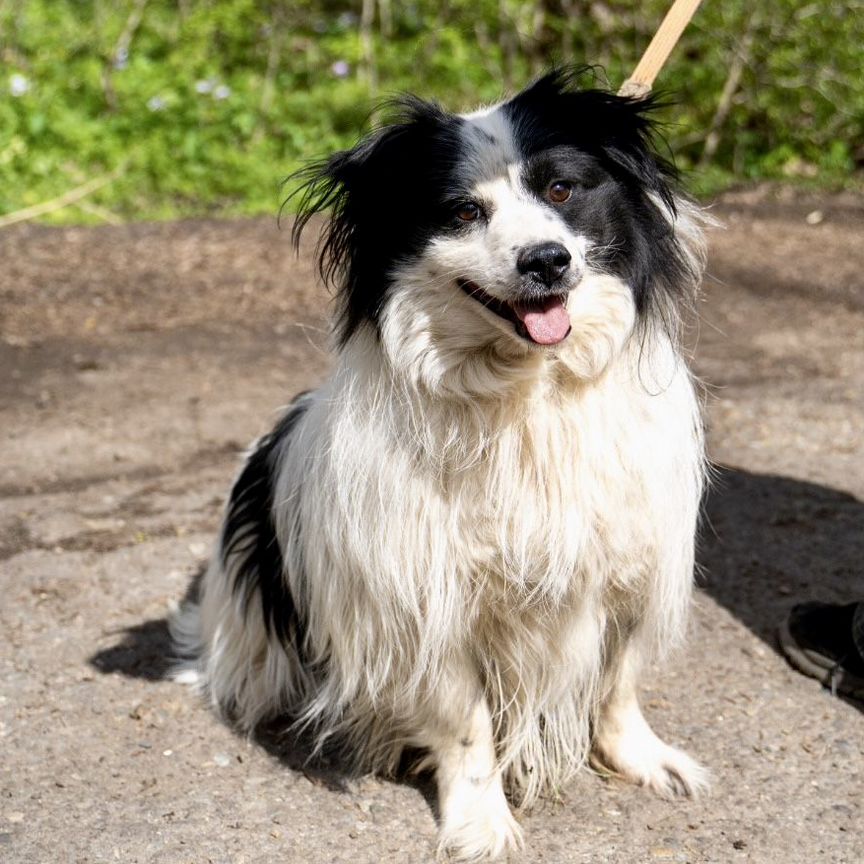 Взрослая собака в добрые руки