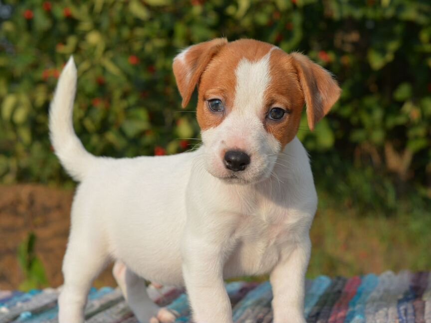 Джек Рассел терьер мальчик для души