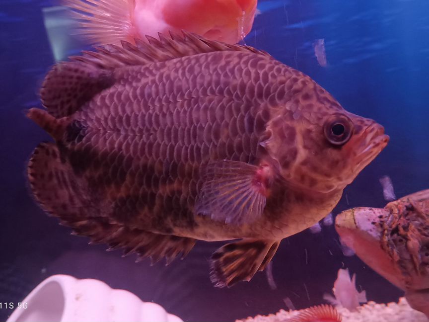 Рыбка- Ктенопома. (13-15см)