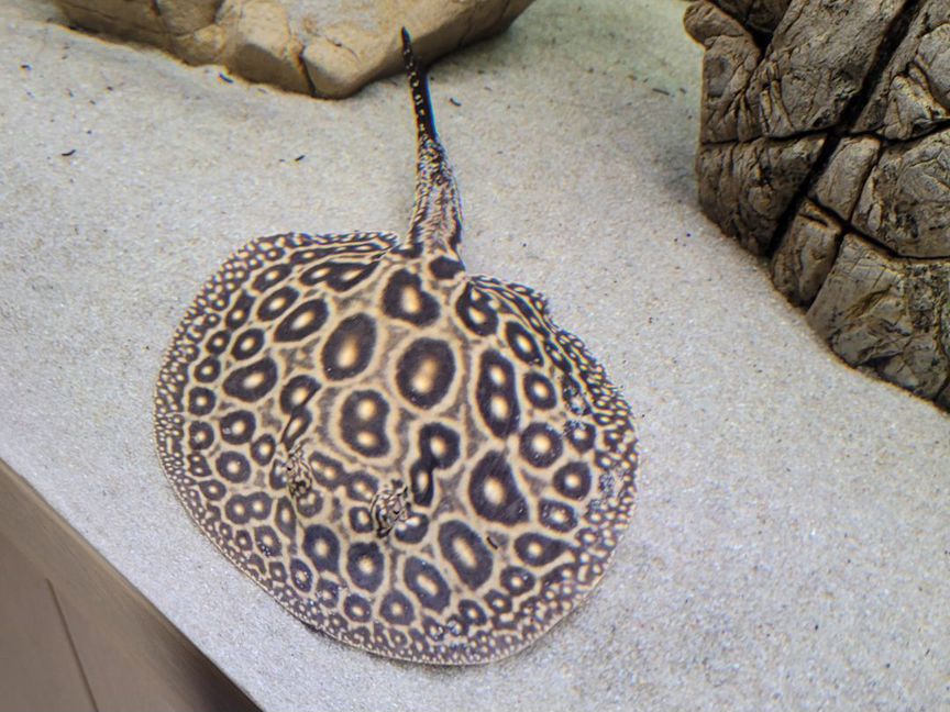 Скат жемчужный