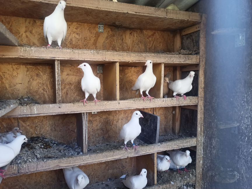 Голуби почтовые