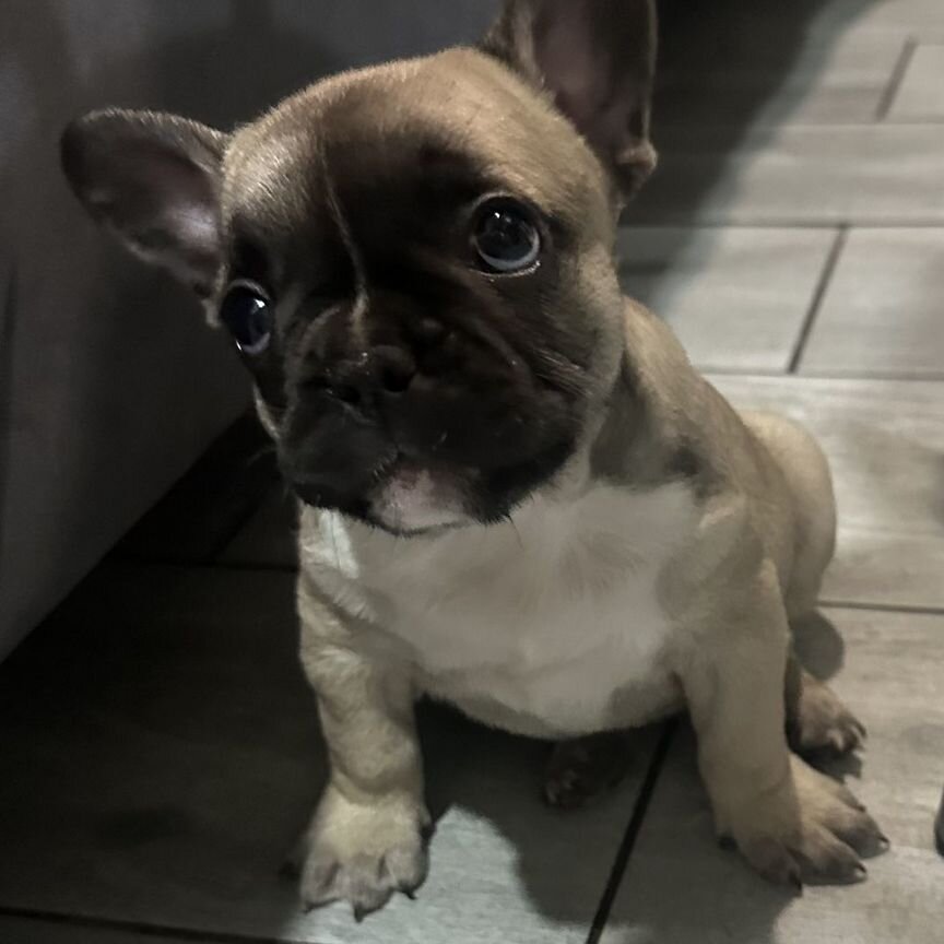 Французский бульдог, щенок