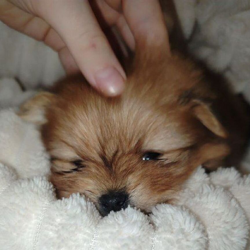 Померанский шпиц, щенок