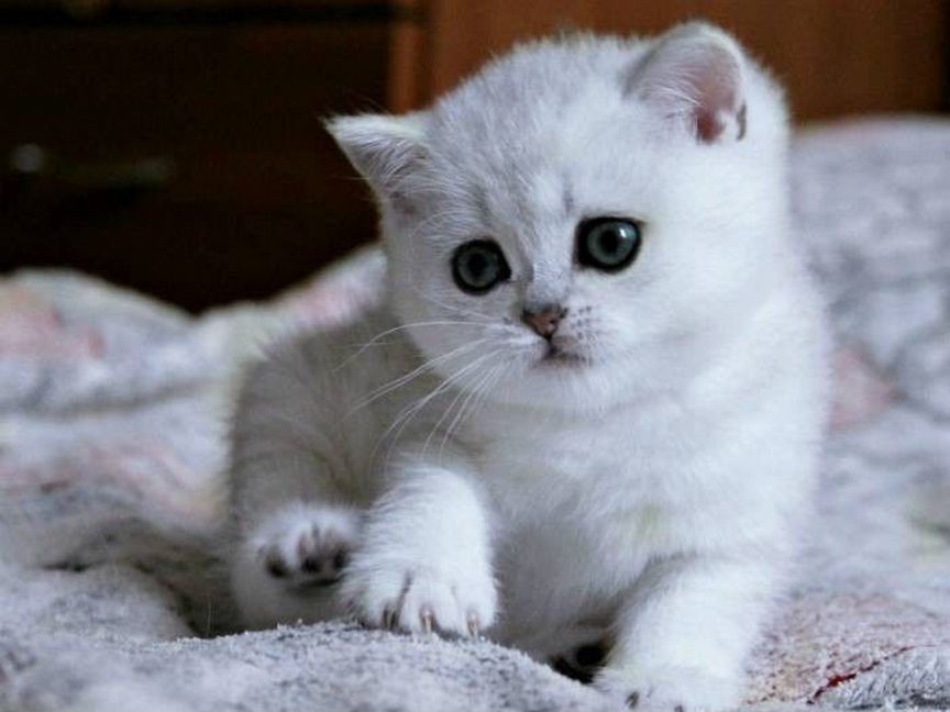 Британская серебристая шиншилла