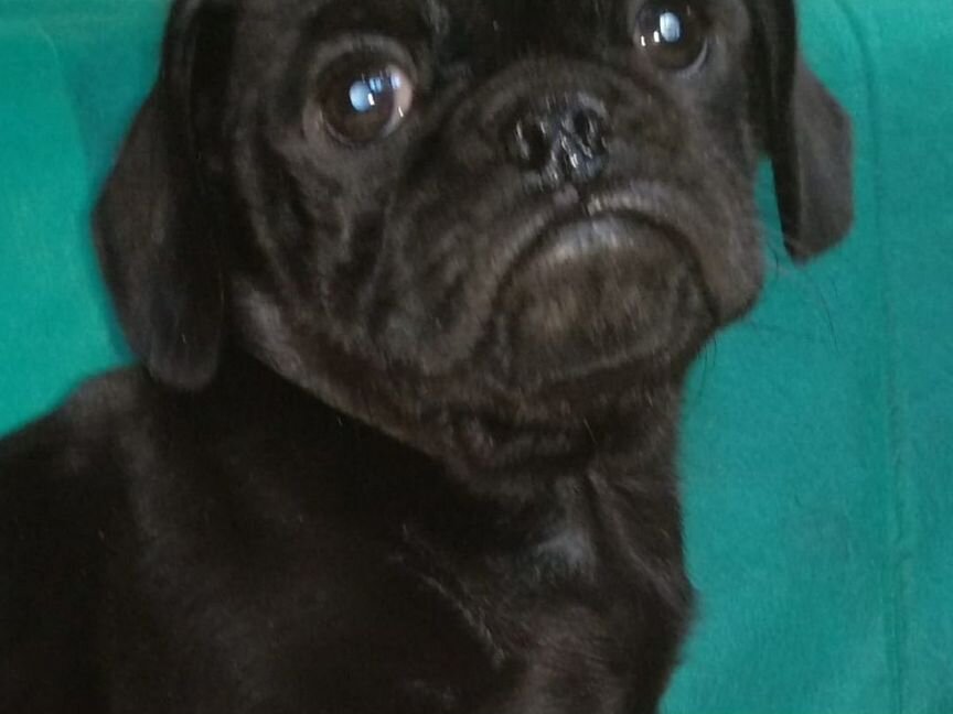 Брабансончик