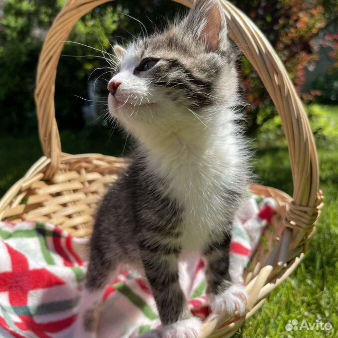 Котёнок Мару