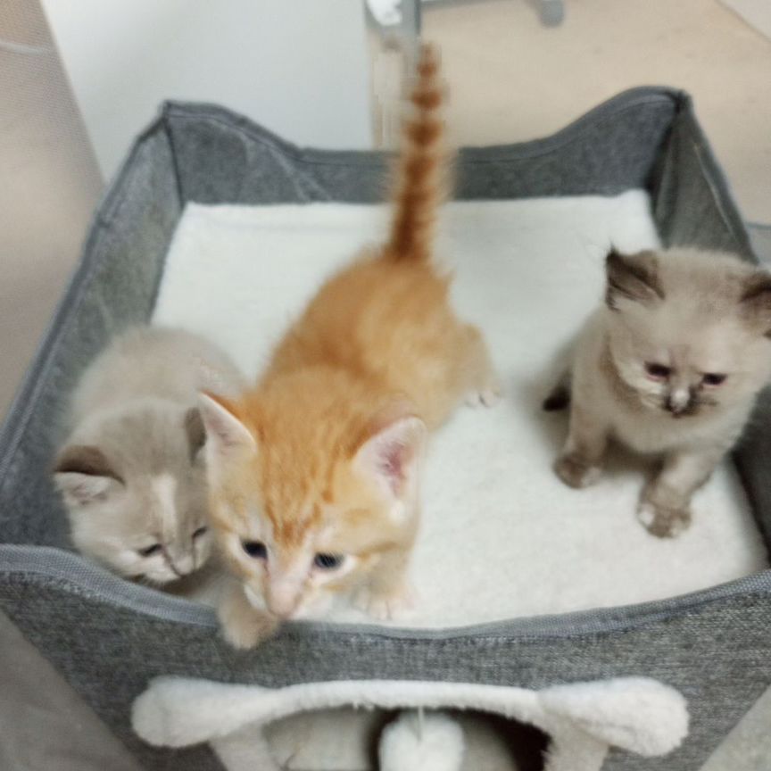 Котёнок в добрые руки