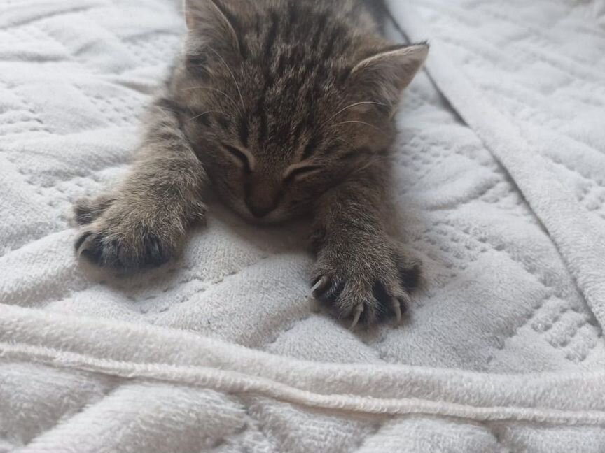 Котенок в добрые руки