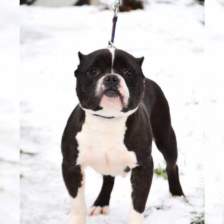 Американский булли, взрослая собака