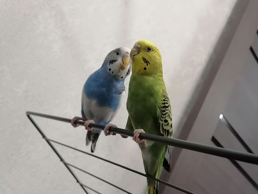 Волнистый попугай