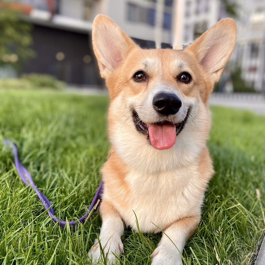 Вязка корги