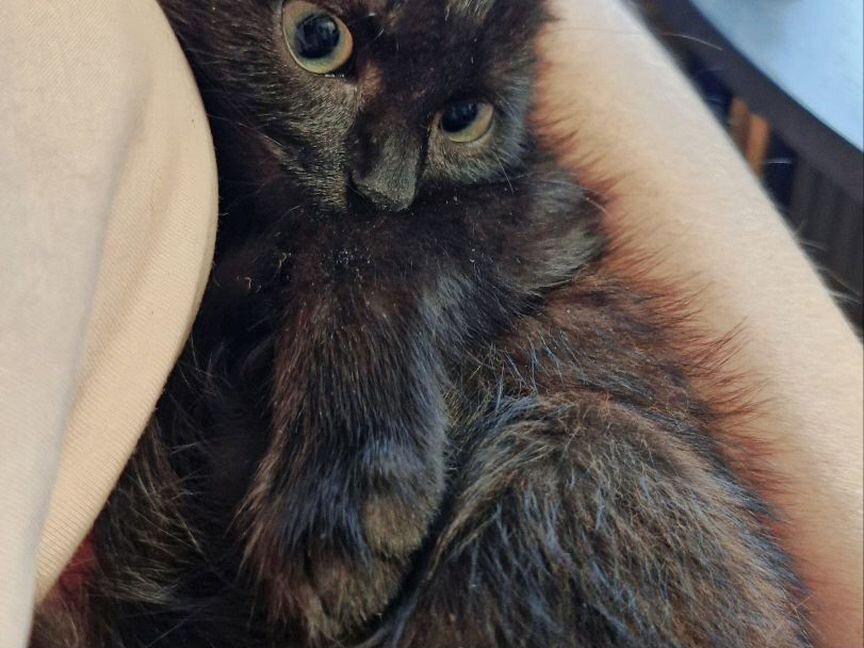 Котик мальчик 2,5 месяца